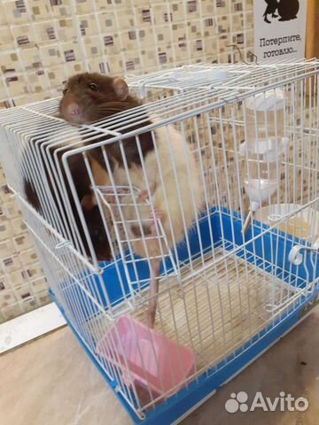 Крыса дамбо с клеткой