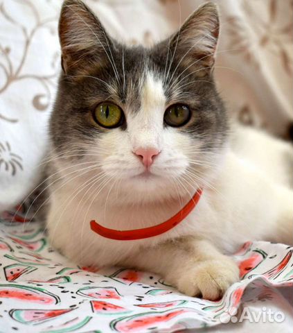 Кошка Вероника стерилизованная 1 год