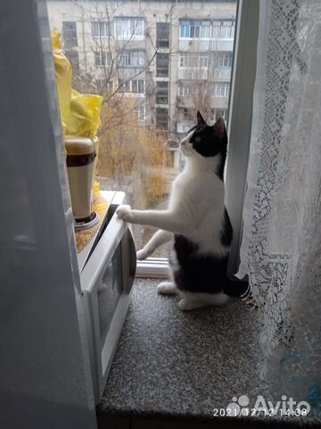 Кастрированный котик в семью