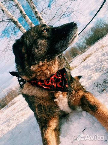 Отдам бесплатно собаку