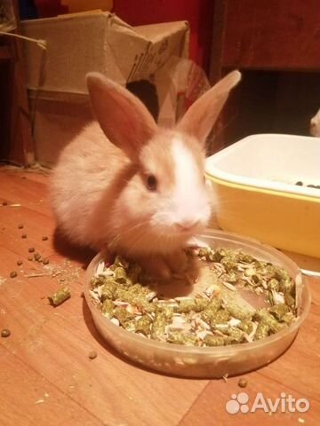 Кролик декоративный