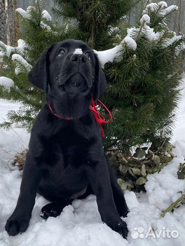 Щенки лабрадора