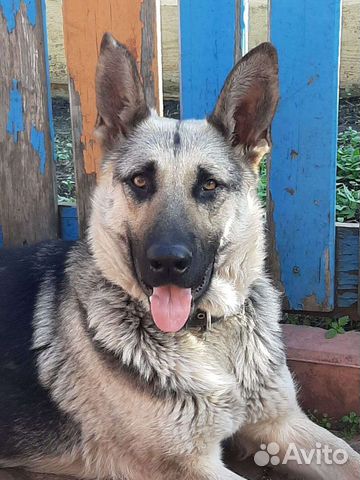 Восточноевропейская овчарка зонарного