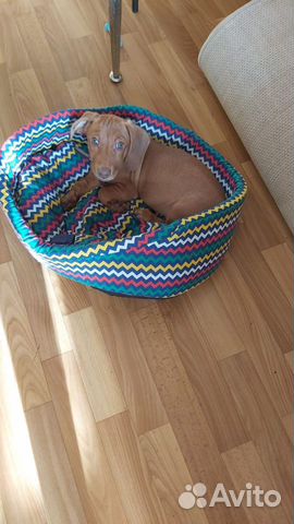 Щенки таксы