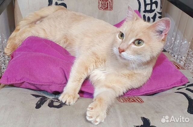 Кошечка-нежность