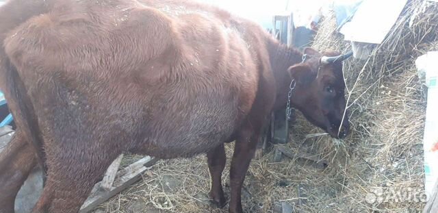 Корова двойная,стельная со 2 отделом. Молоко очень