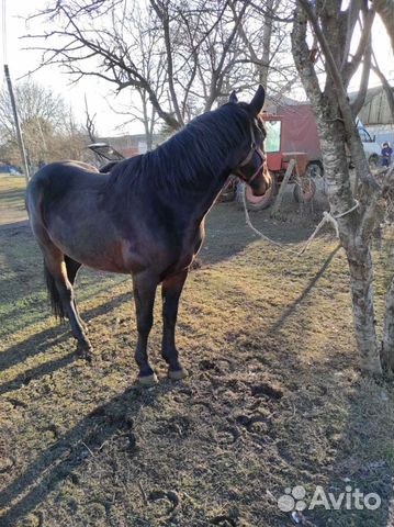 Лошадь