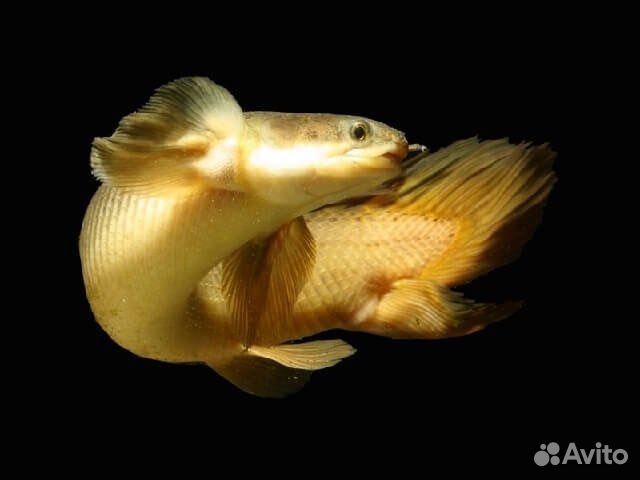 Полиптерус сенегальский вуалевый 15 см