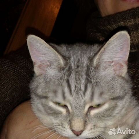 Кошки бесплатно