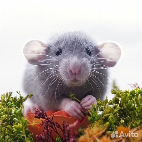 Дамбо - голубая норка