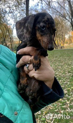 Эксклюзивная кроличья такса 11 мес, вес 1300