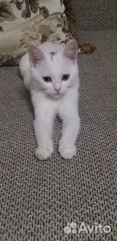 Британка прямоухая