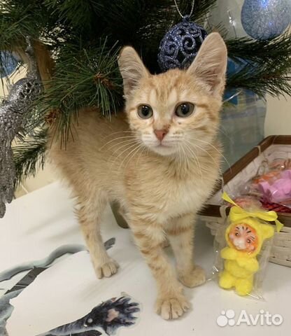 Солнышко-Рыжунька 2,5 мес в добрые руки