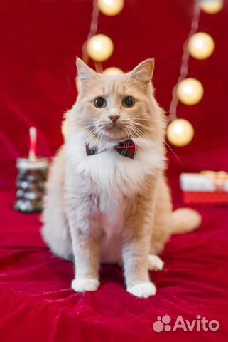 Кот в добрые руки