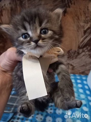 Котята