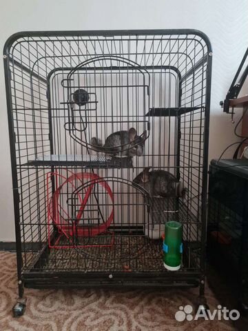 Шиншилы с большой клеткой