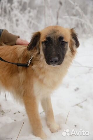 Крохотная Жужа ищет дом, в добрые руки