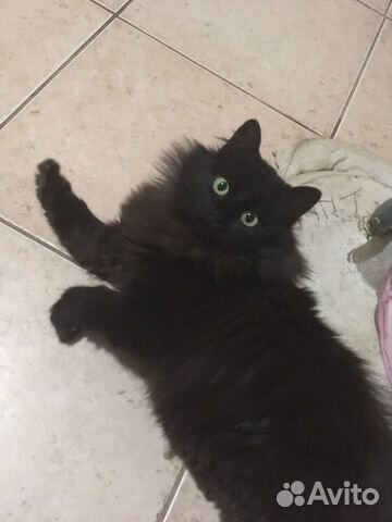 Кошка