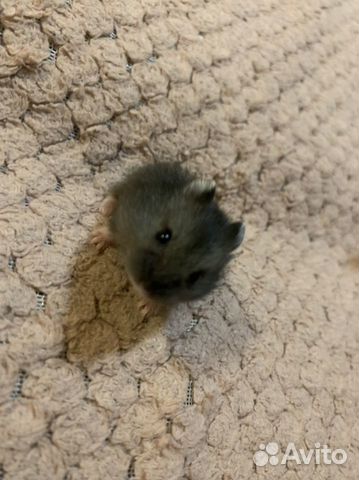 Хомяк кэмпбелла