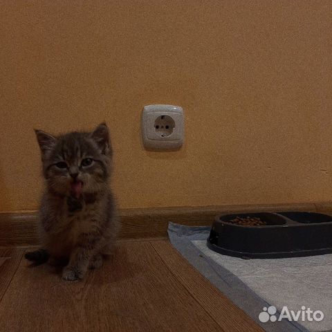 Котёнок
