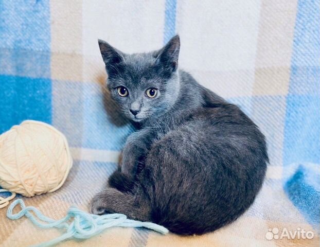 Милая девочка котенок Шанель ищет дом