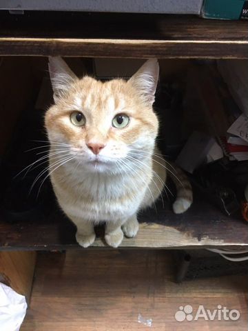 Рыжик в добрые руки