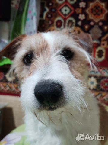 Продам щенят