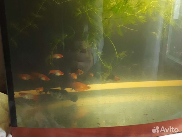 Аквариумные рыбки