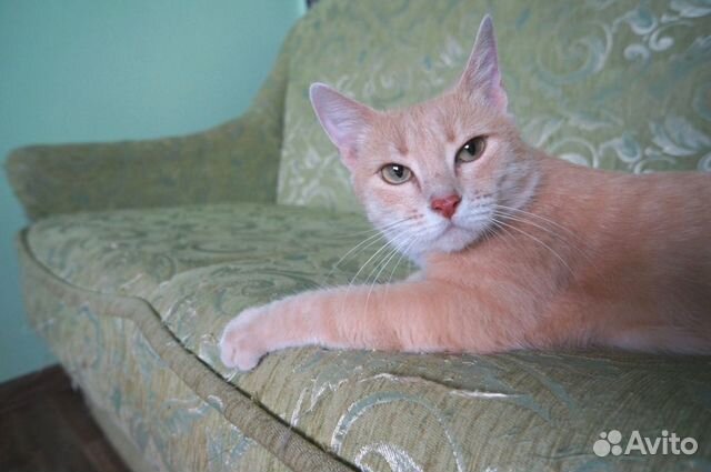 Милая Лизонька в добрые руки