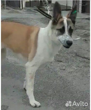 Собачка Линда 1 годик