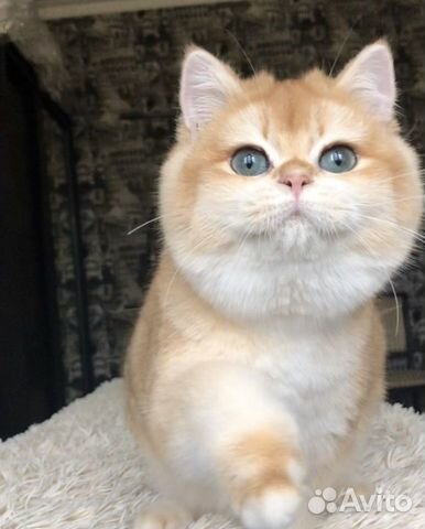 Британская золотая шиншилла