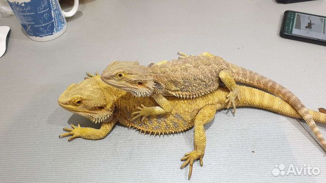 Боподатая агама. пара