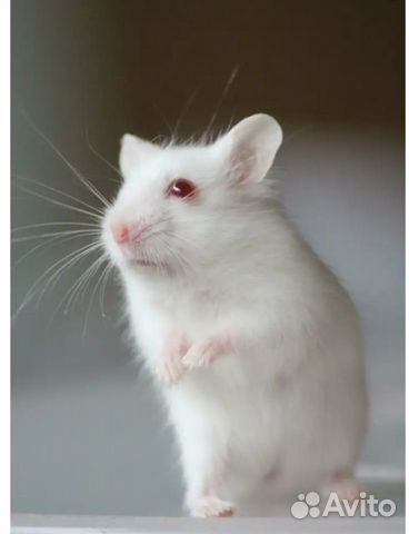 Продам джунгарика