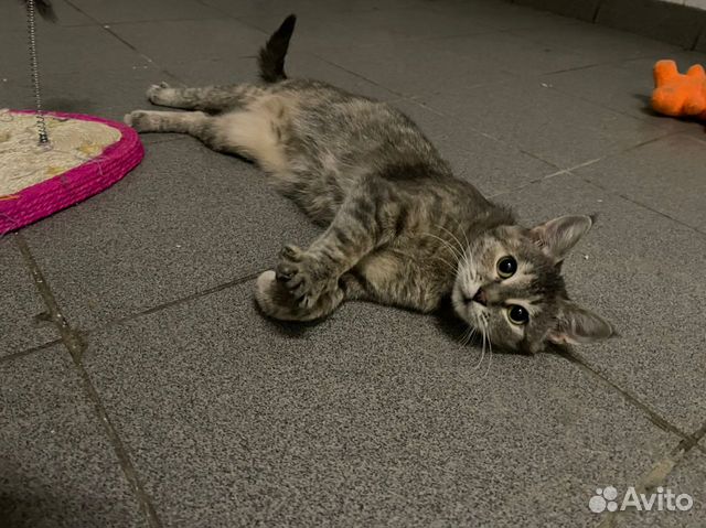Великолепная юная кошечка