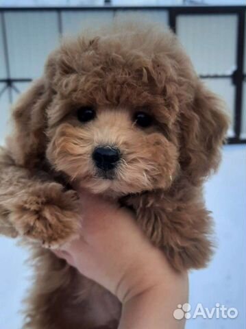 Фани и Миша