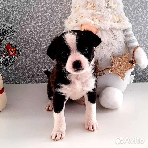 Собака-барабака)