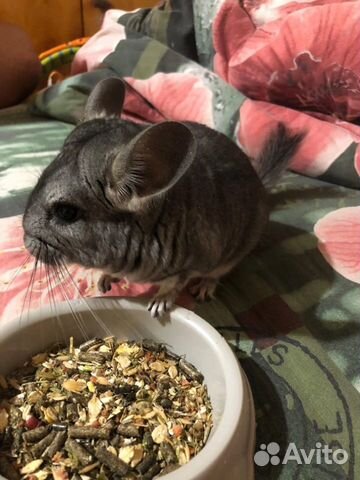 Шиншиллы, дегу