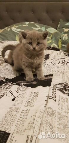 Шотландские вислоухие