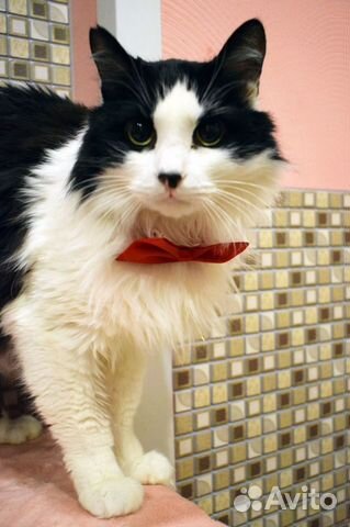 Котик Винни 4 года