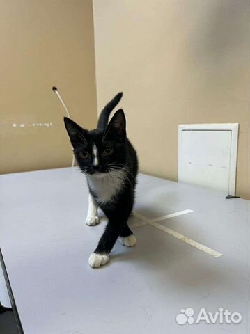 Котенок 3 мес