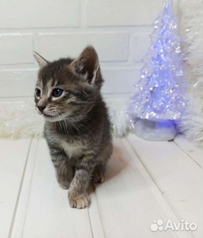 Котёнок девочка