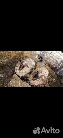 Овцы обмен на бычка