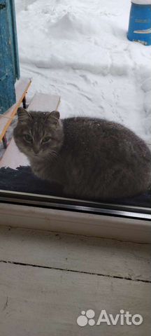 Кошка бедная в добрые руки