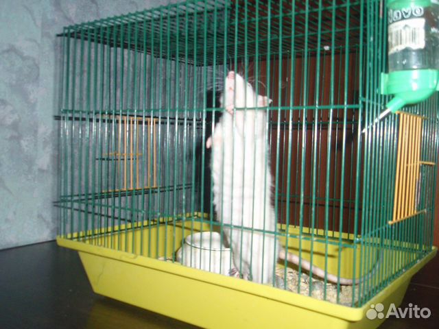 Крыса дамбо вместе с клеткой и поилкой