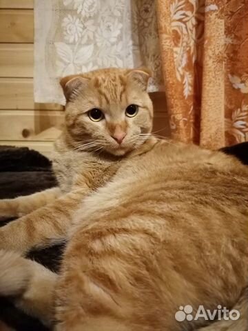 Тигра в год Тигра Котику 11 мес