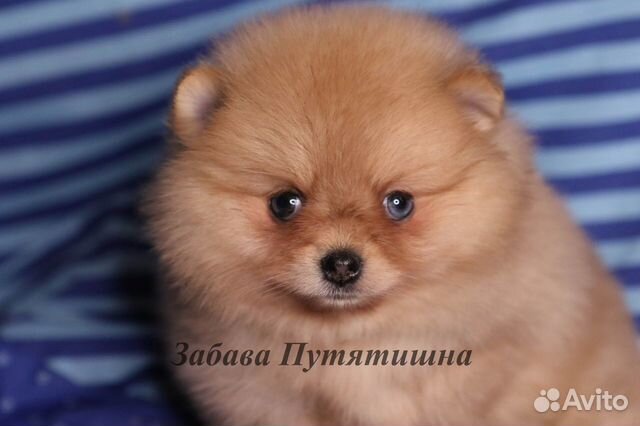 Голубоглазка шпиц девочка