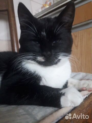 Черно-белая красотка