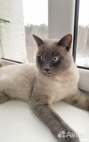 Тайский кот в добрые руки
