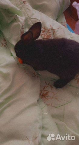 Мини кролик