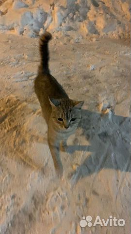 Кошка в дар